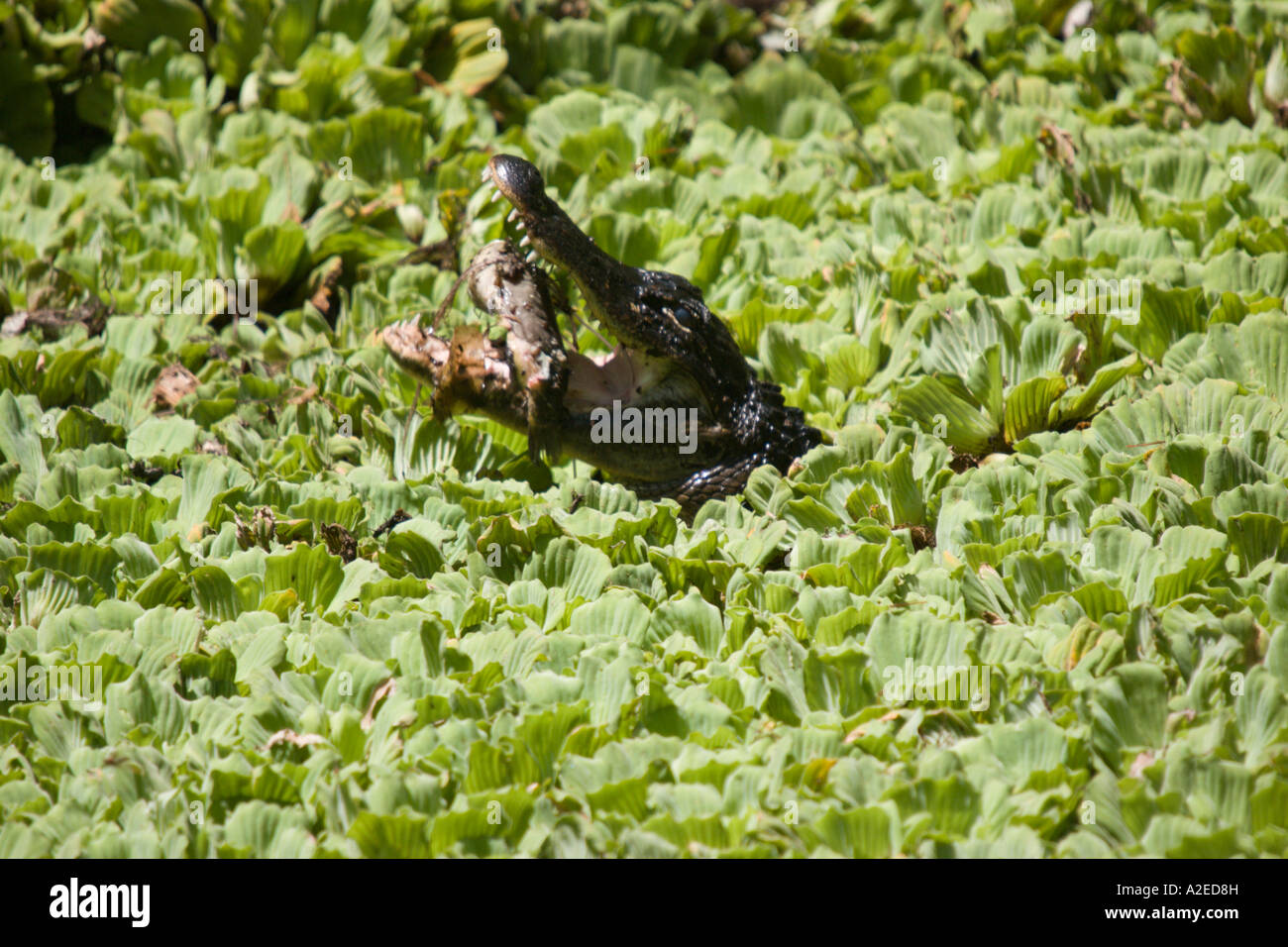 Alligator turns a catfish for eating Stock Photo - Alamy