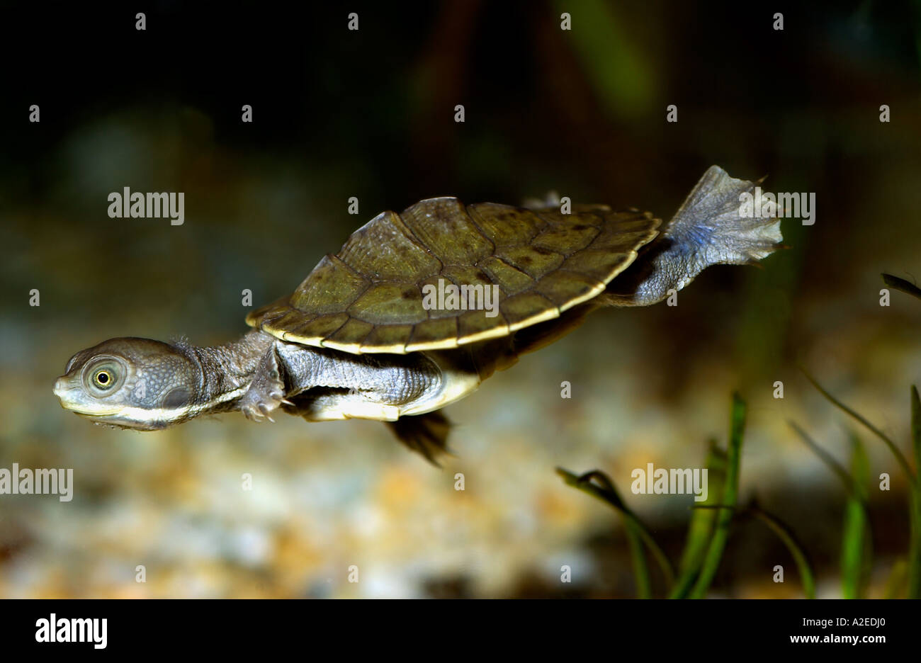Australian macquarie turtle hi-res stock photography and images - Alamy