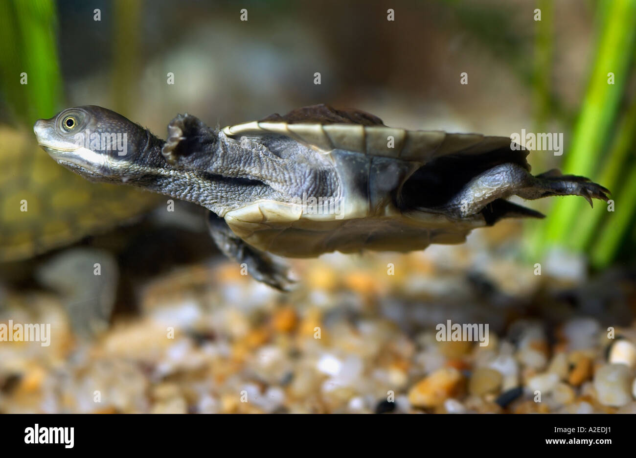 An australian macquarie turtle High Resolution Stock Photography and ...
