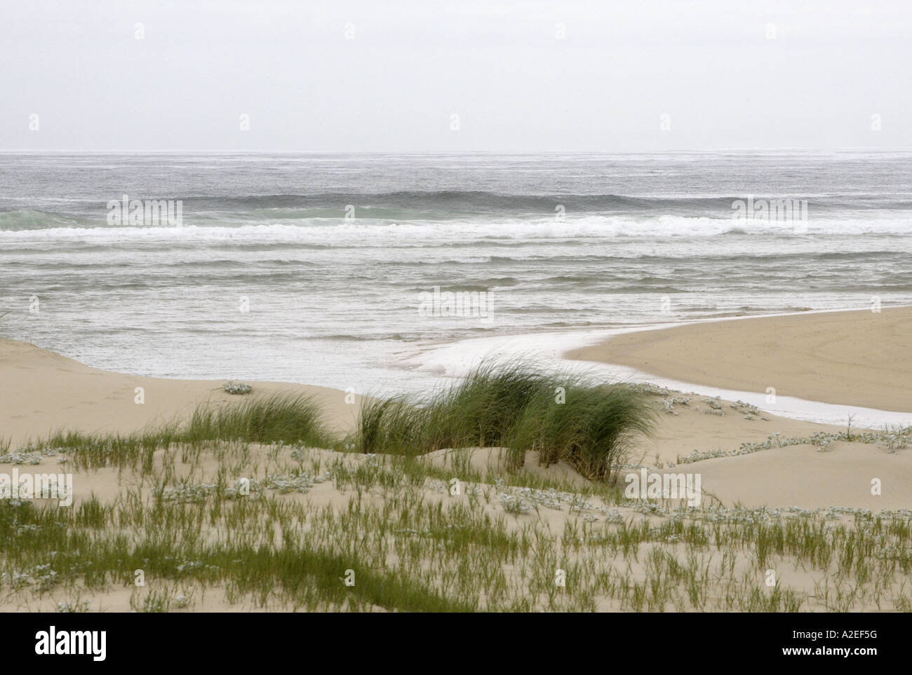 Sand Dunes at Buffels Bay, Western Cape, South Africa Stock Photo - Alamy