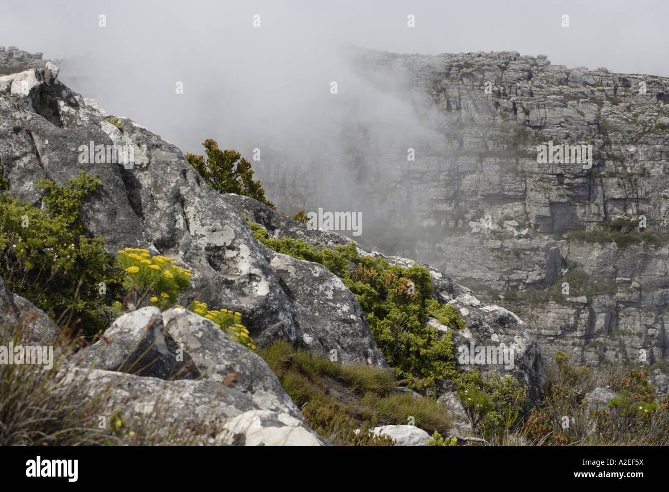 Mountain fynbos habitat hi-res stock photography and images - Alamy