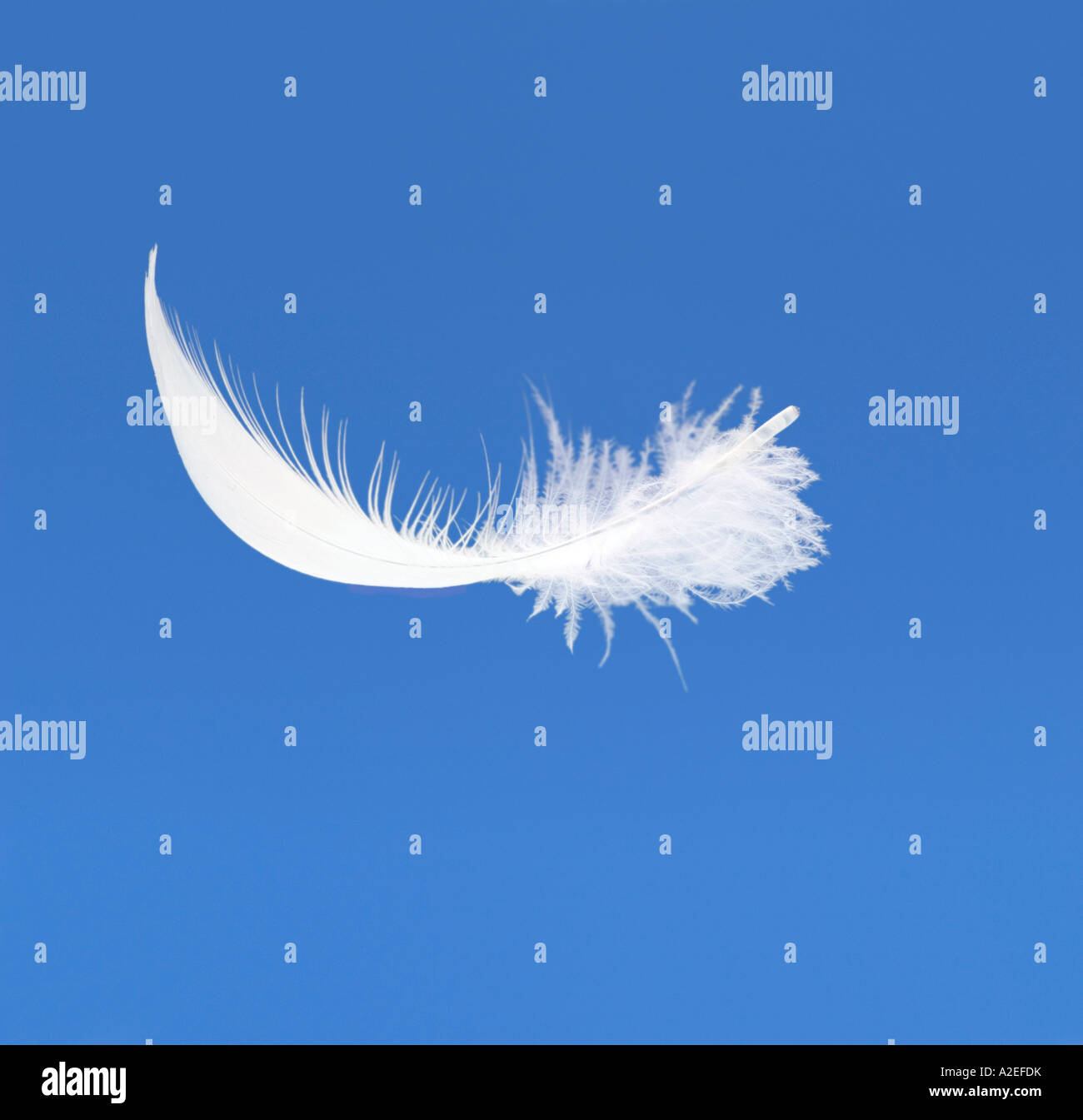 Small bird flying Cut Out Stock Images & Pictures - Alamy