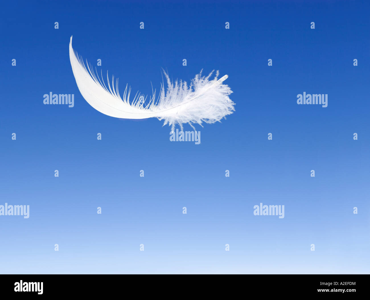 small white swan feather soaring over blue background Stock Photo - Alamy