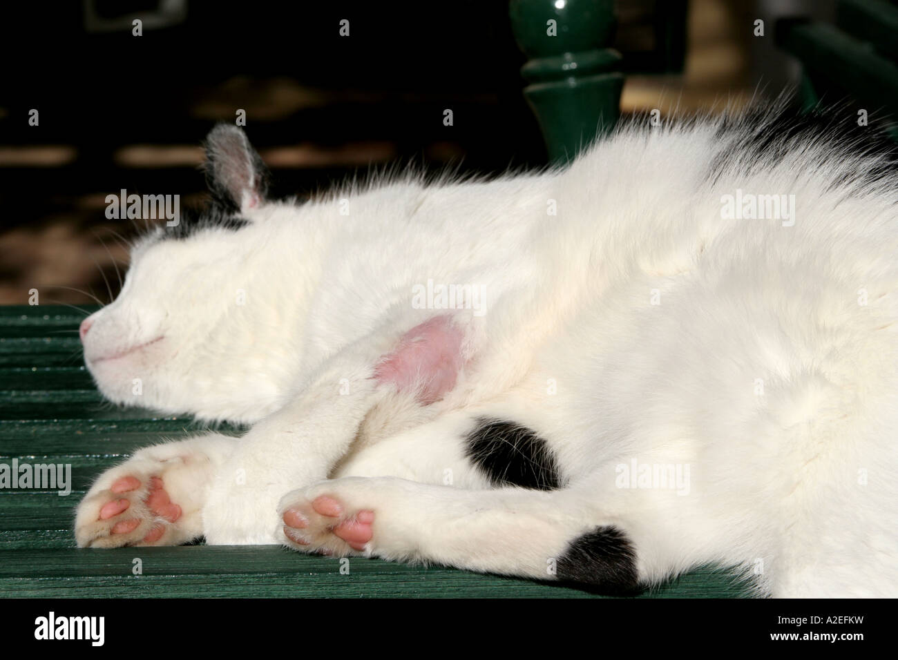 Distress cat hi-res stock photography and images - Alamy