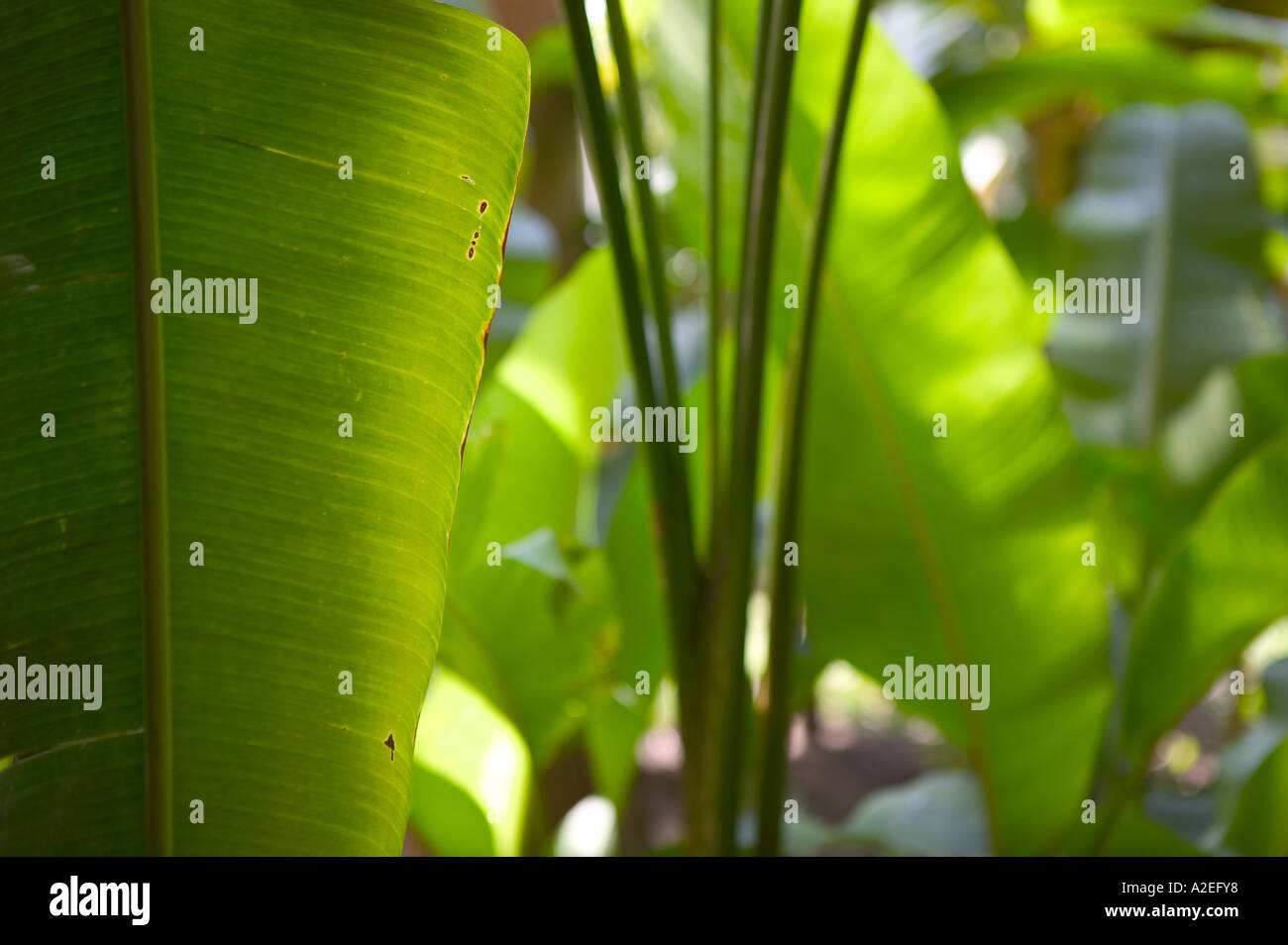 BAHAMAS, New Providence Island, Nassau: Atlantis Resort & Casino ...