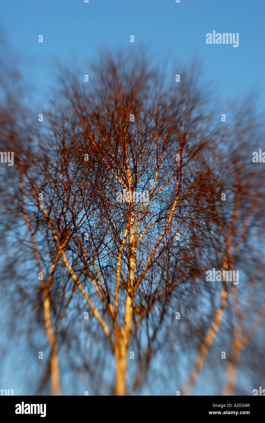 Silver birch tree winter hi-res stock photography and images - Alamy