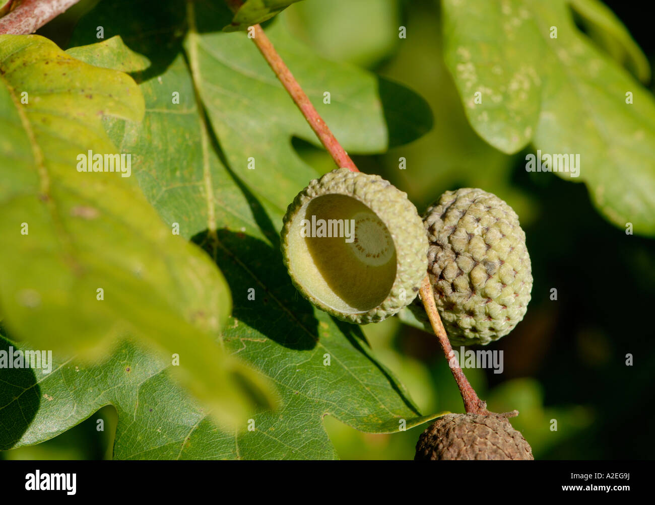 Empty acorn cups of the Pedunculate or Common Oak Quercus robur and oak ...