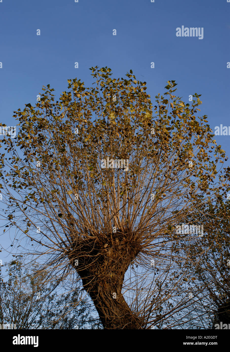 Pollarded poplar Populus species tree with autumn leaves against a blue ...