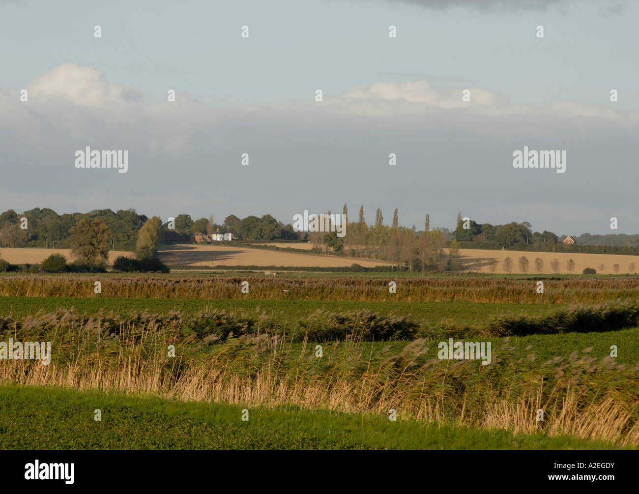 Drainage ditch with reed hi-res stock photography and images - Alamy