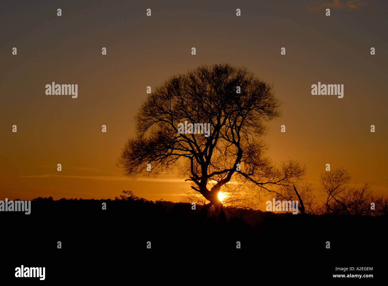 A willow Salix species silhouetted against the setting sun on the banks ...