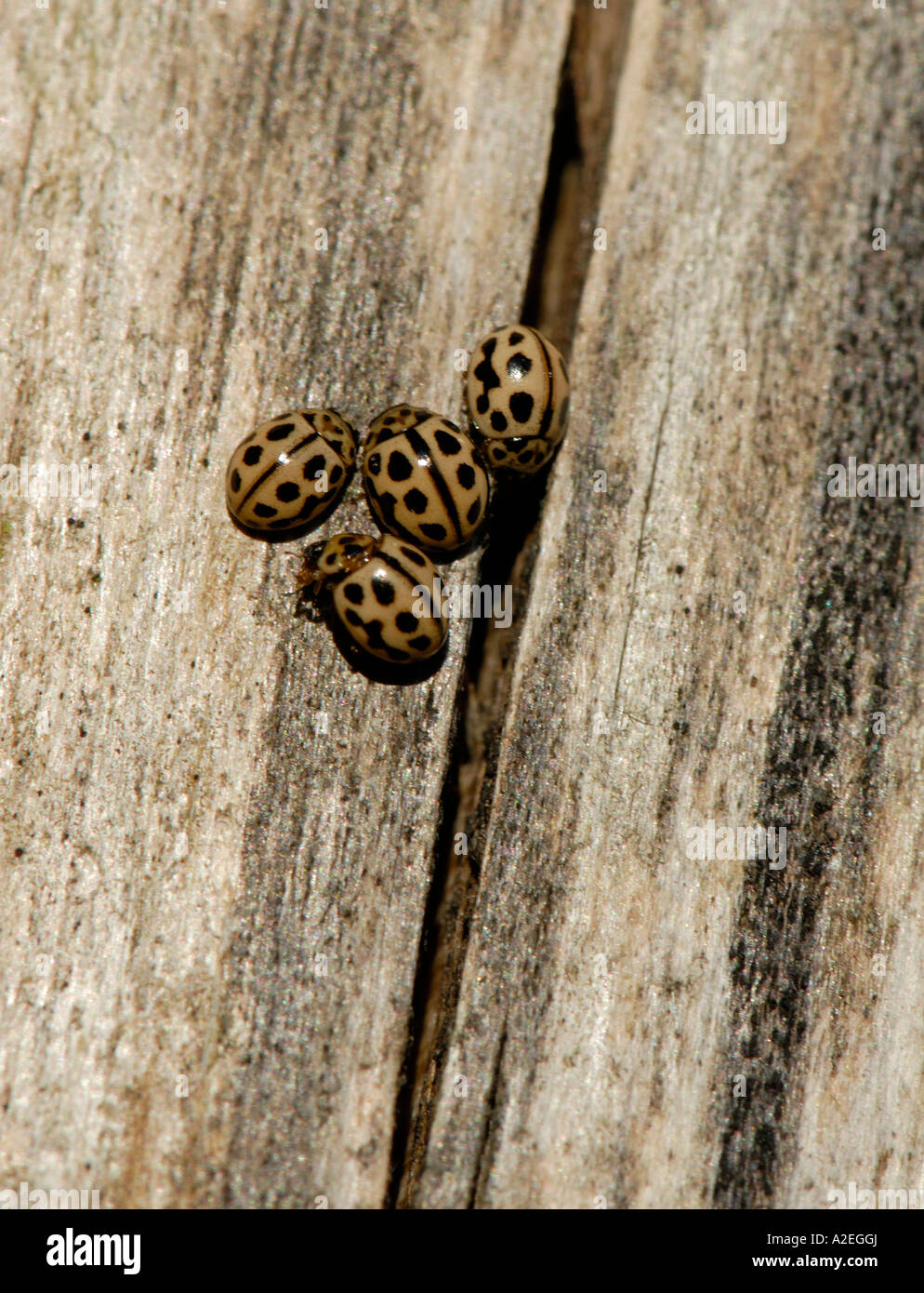 16 spot ladybirds hi-res stock photography and images - Alamy
