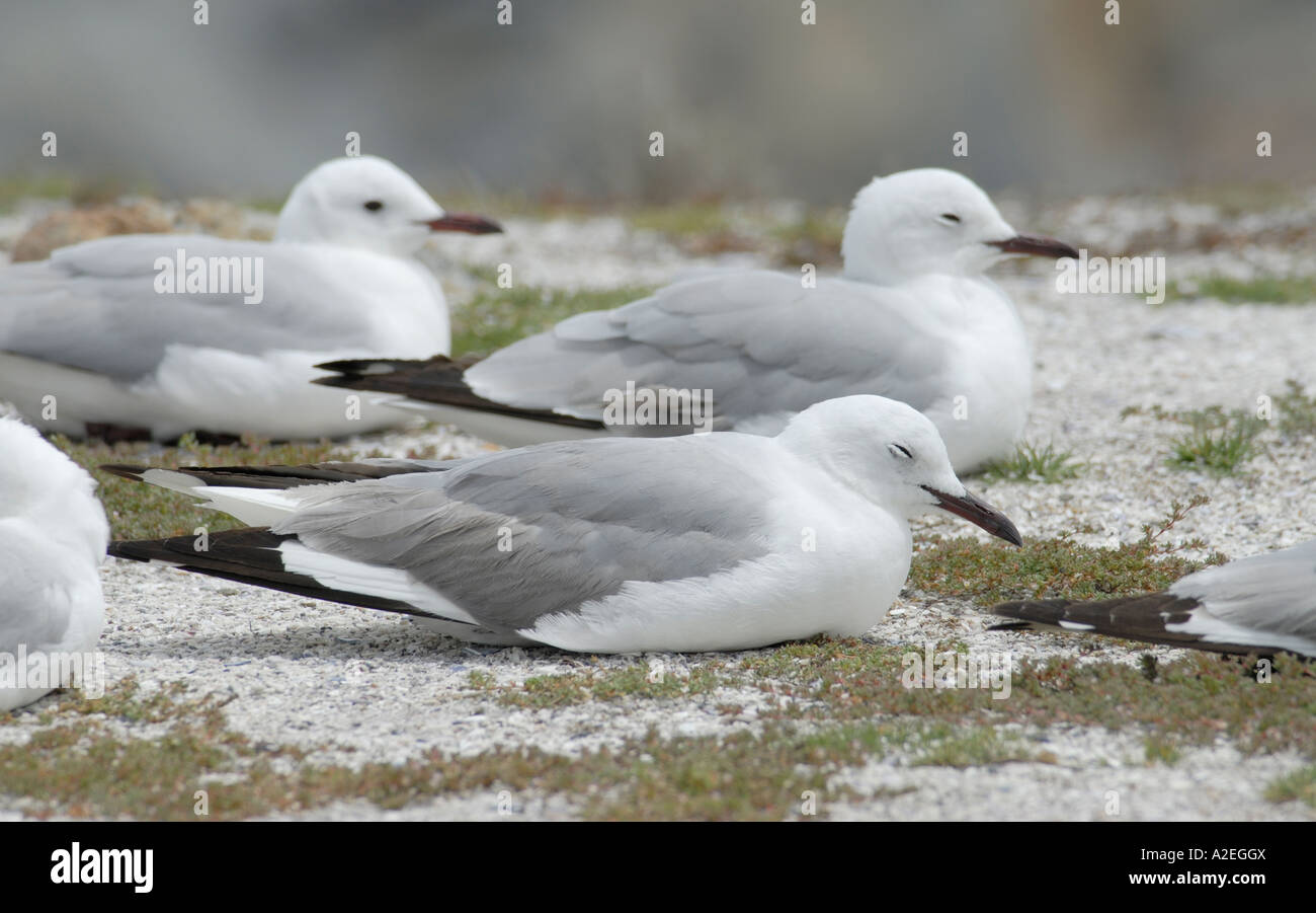 Hartlaub s gulls hi-res stock photography and images - Alamy