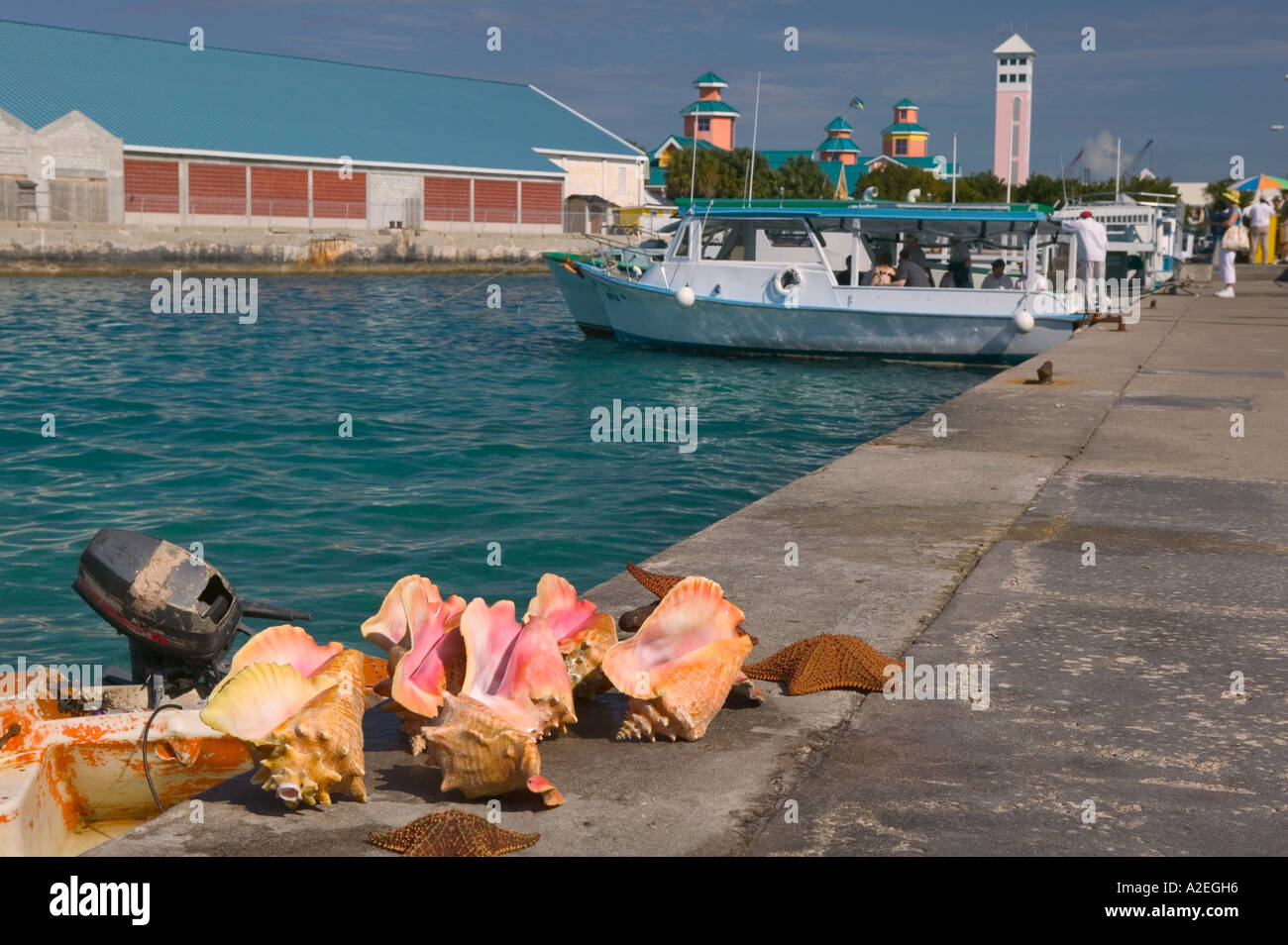 BAHAMAS, New Providence Island, Nassau: Port of Nassau, Conch Shells ...