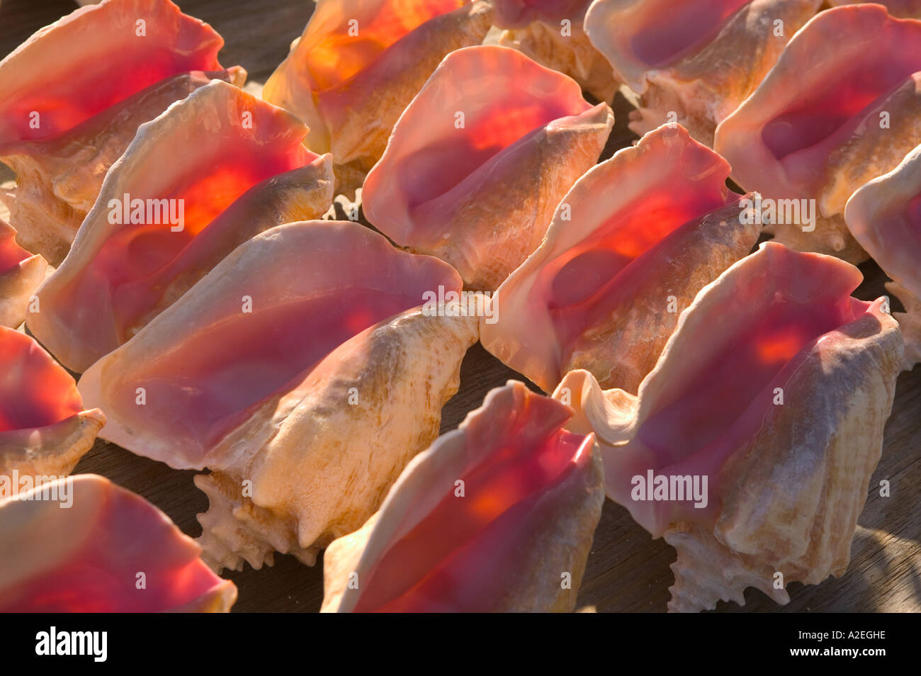 BAHAMAS, New Providence Island, Cable Beach: Conch Shells for Sale ...