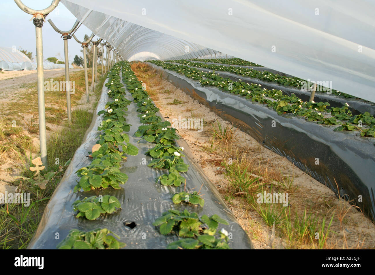 Inside Plastic greenhouses and poly tunnels intensive vegetable and ...