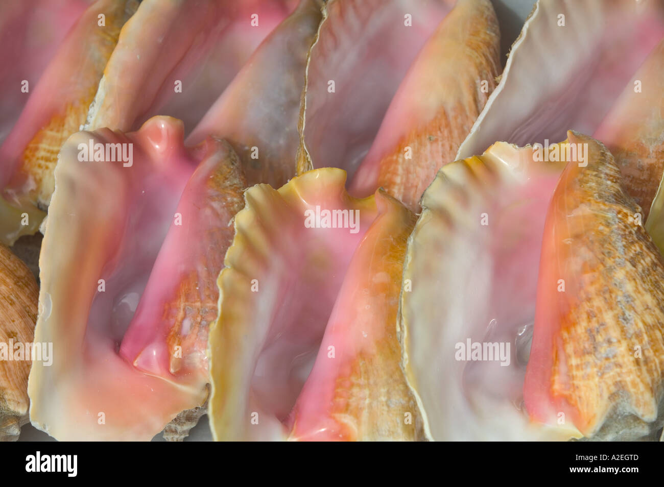 BAHAMAS, Grand Bahama Island, Freeport: Freeport International Bazaar ...