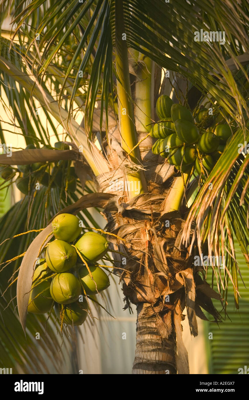BAHAMAS, Grand Bahama Island, Lucaya: Lucaya Resort: Coconut Palm Tree ...