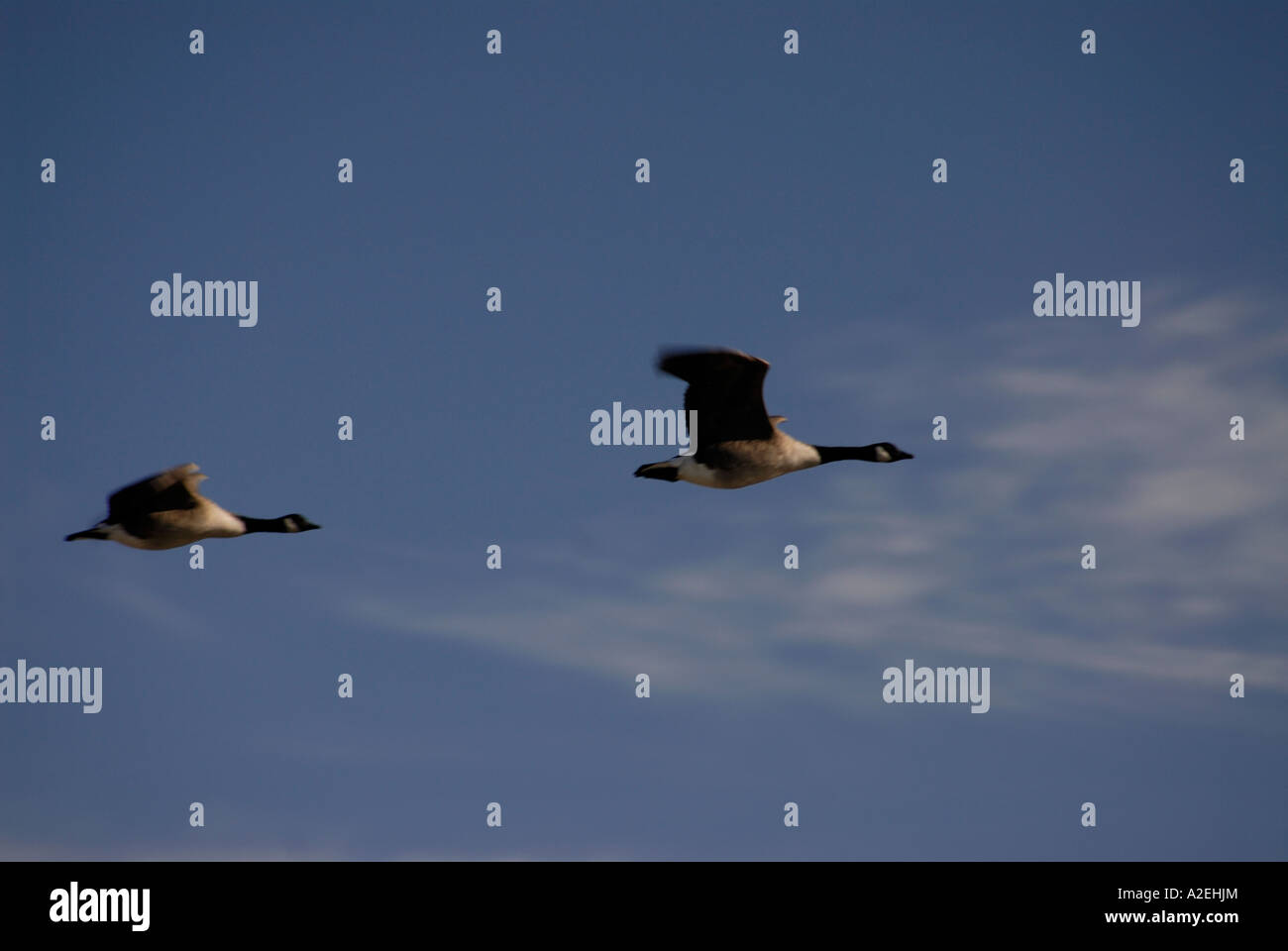 Two Canada Geese Branta canadensis in flight against a blue evening sky ...