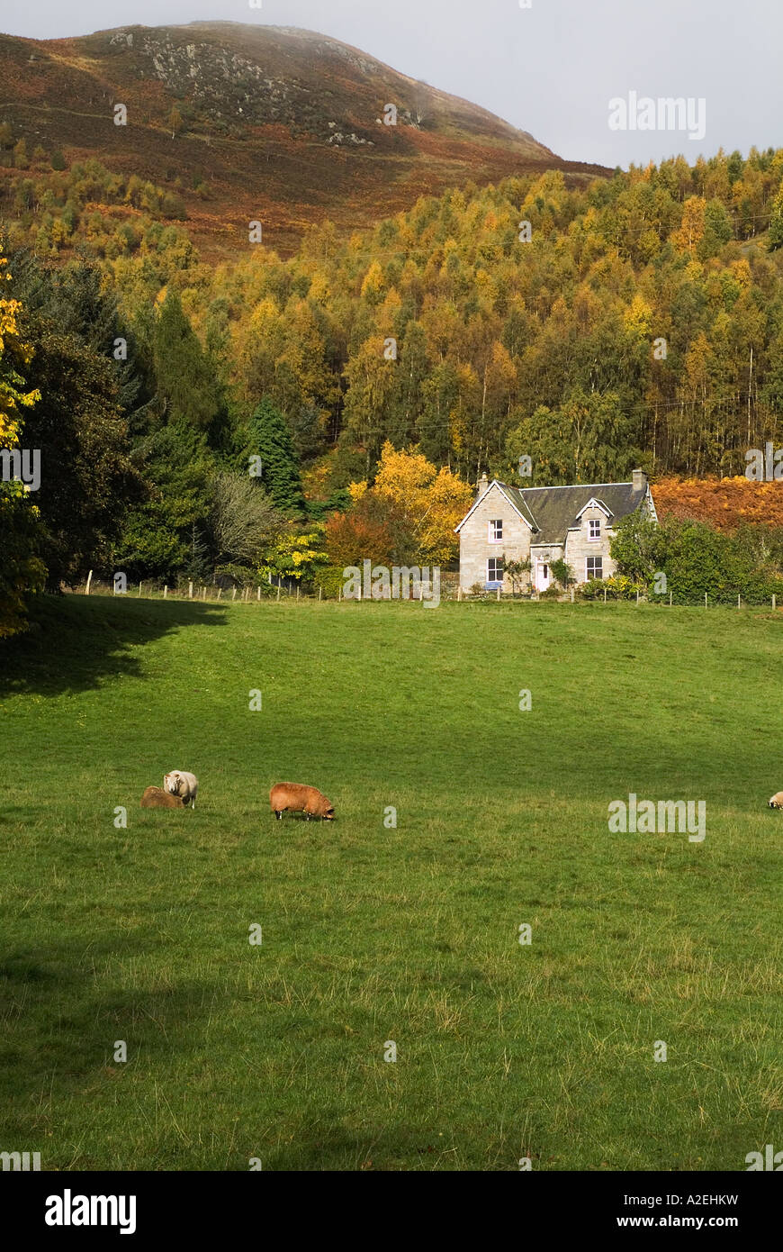 dh STRATHTUMMEL PERTHSHIRE Country house overlooking field with sheep ...