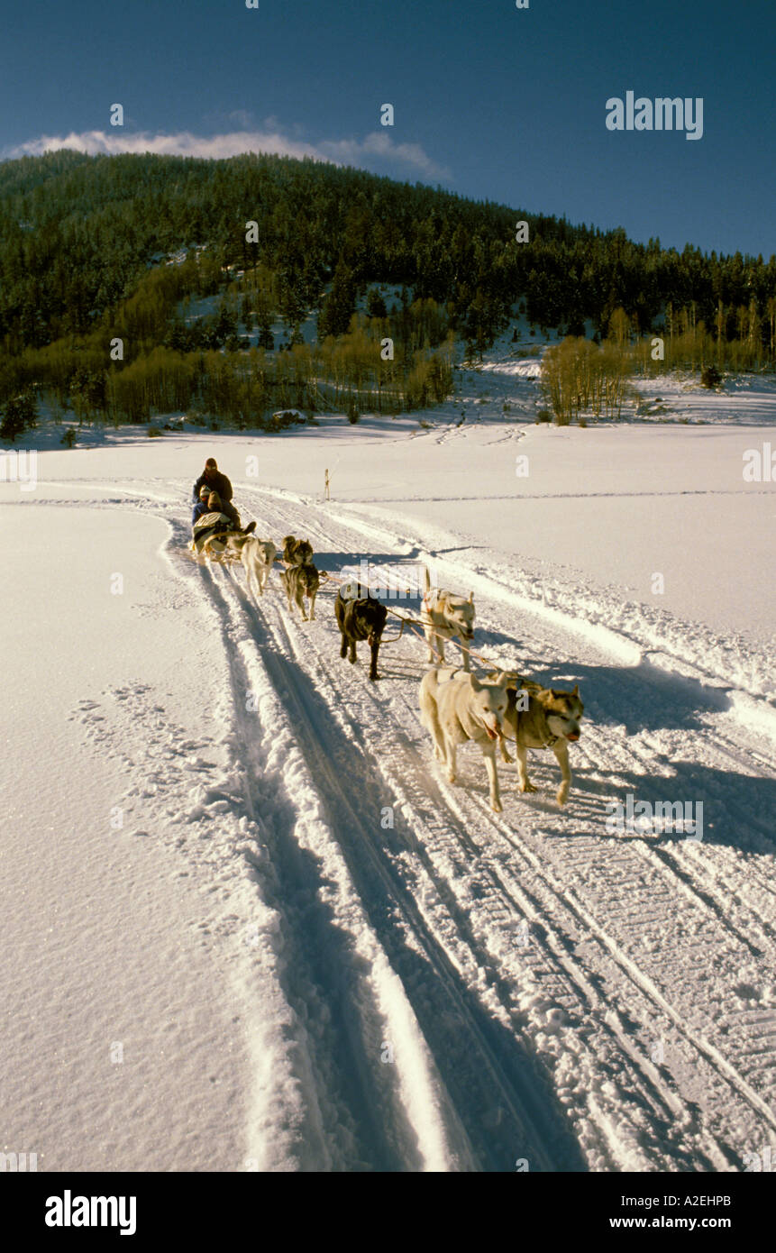 Dogsledding california hi-res stock photography and images - Alamy