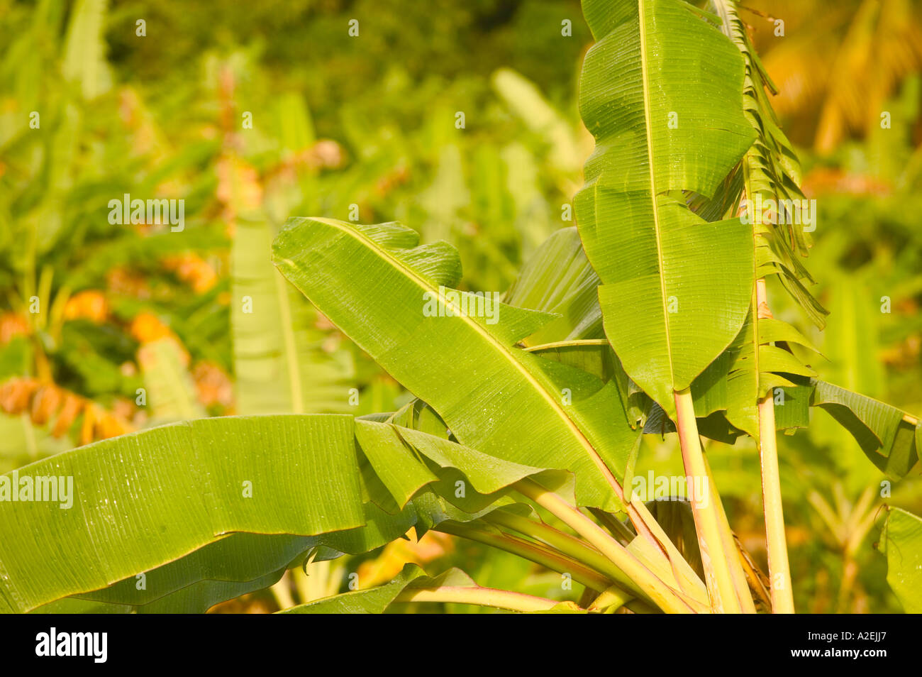 BARBADOS, St. Joseph Parish, Tropical Vegetation Stock Photo - Alamy