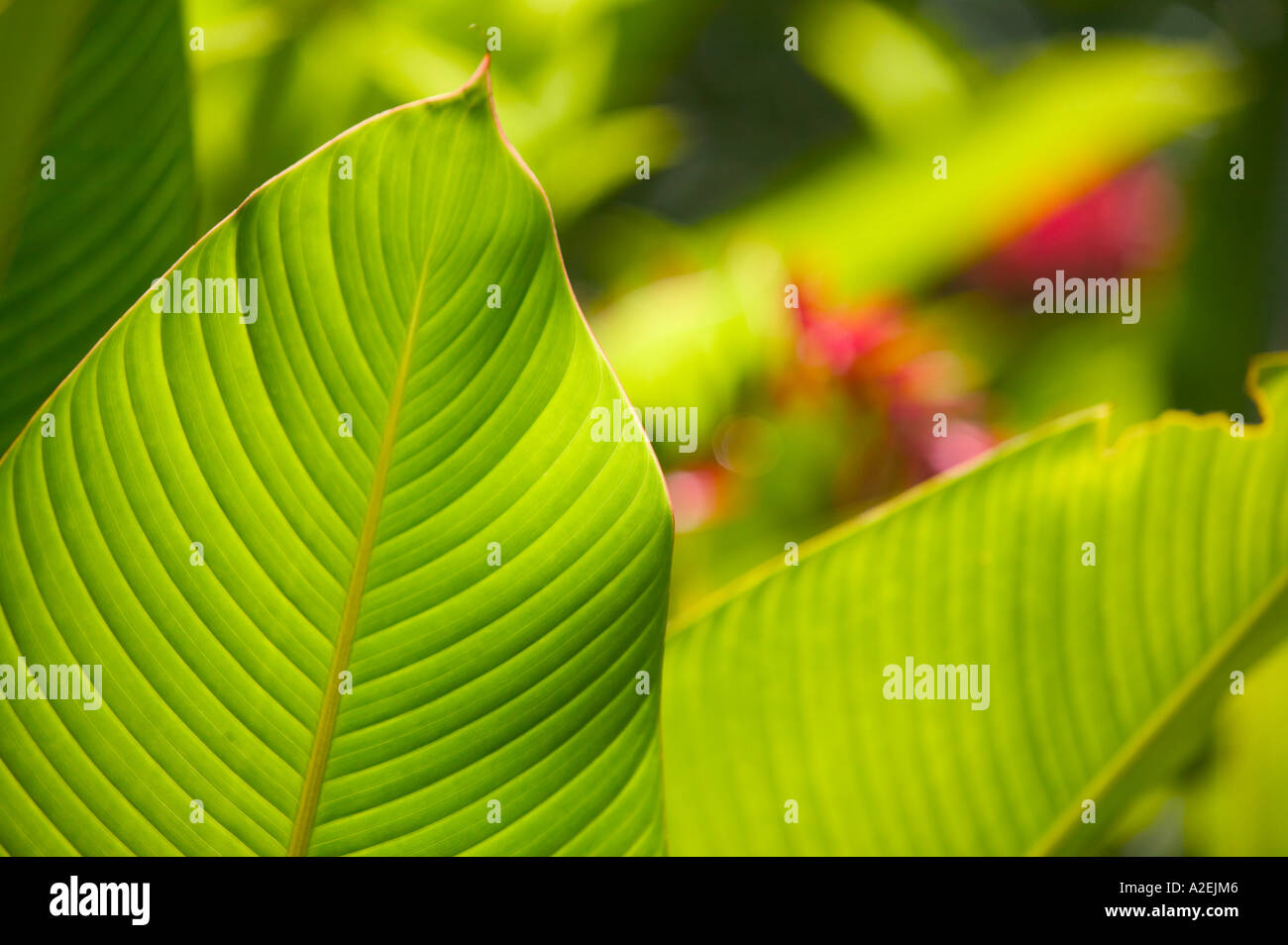 BARBADOS, North East Coast, Bathsheba, Andromeda Botanic Gardens ...