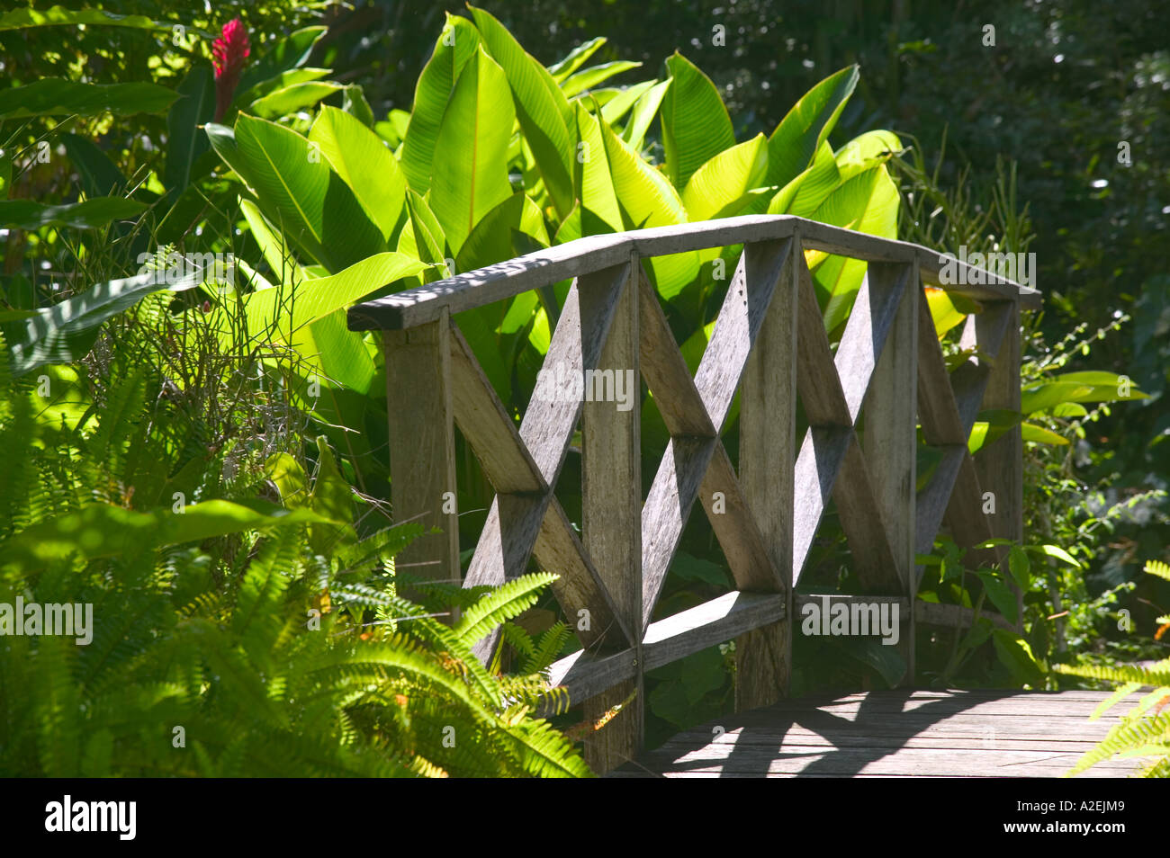 BARBADOS, North East Coast, Bathsheba, Andromeda Botanic Gardens ...