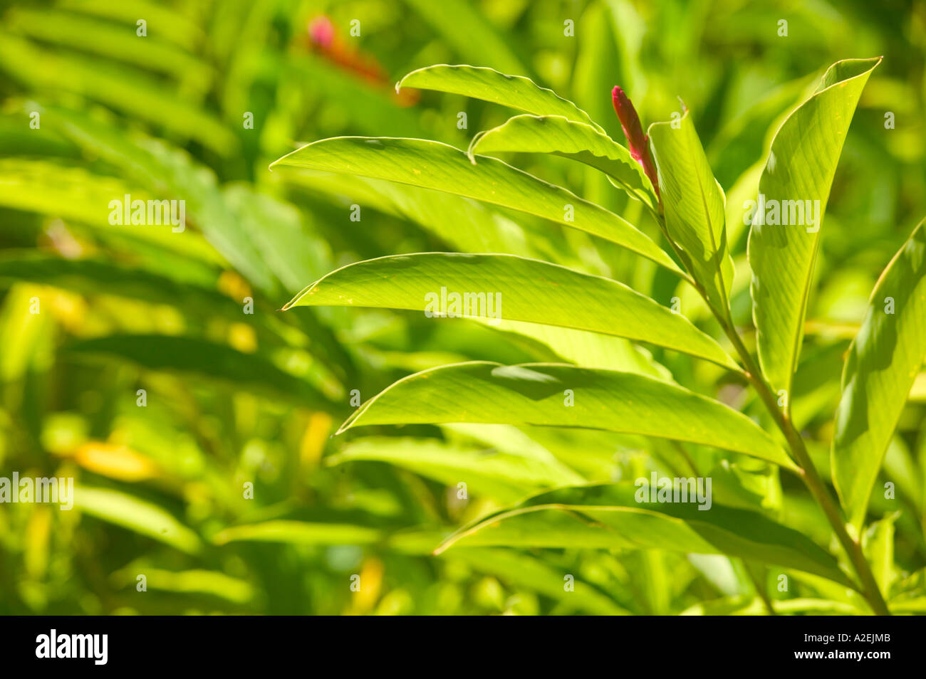 BARBADOS, North East Coast, Bathsheba, Andromeda Botanic Gardens ...