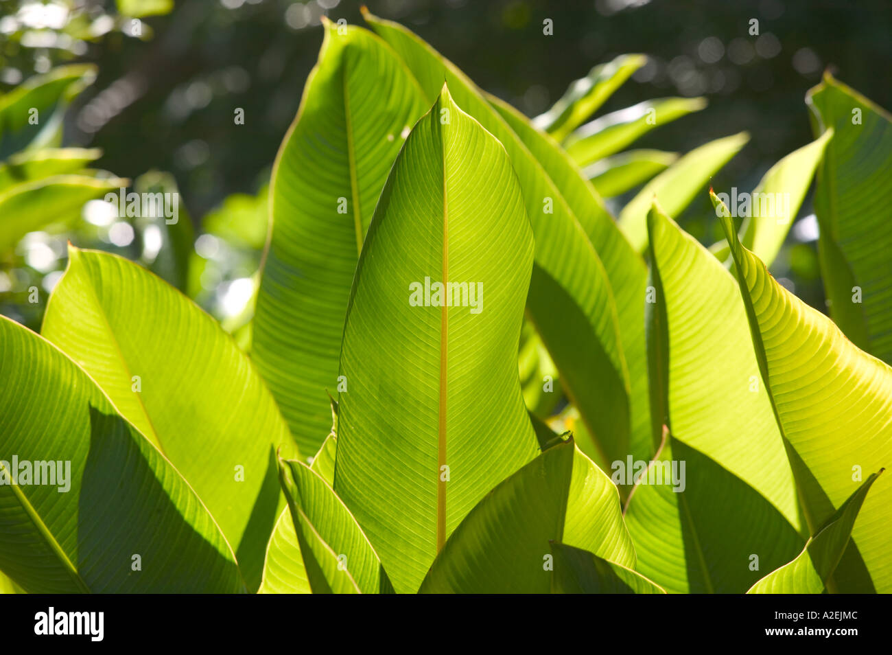 BARBADOS, North East Coast, Bathsheba, Andromeda Botanic Gardens ...