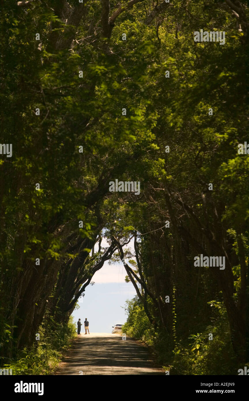 BARBADOS, North East Coast, Cherry Tree Hill: Tree Lined Road with ...