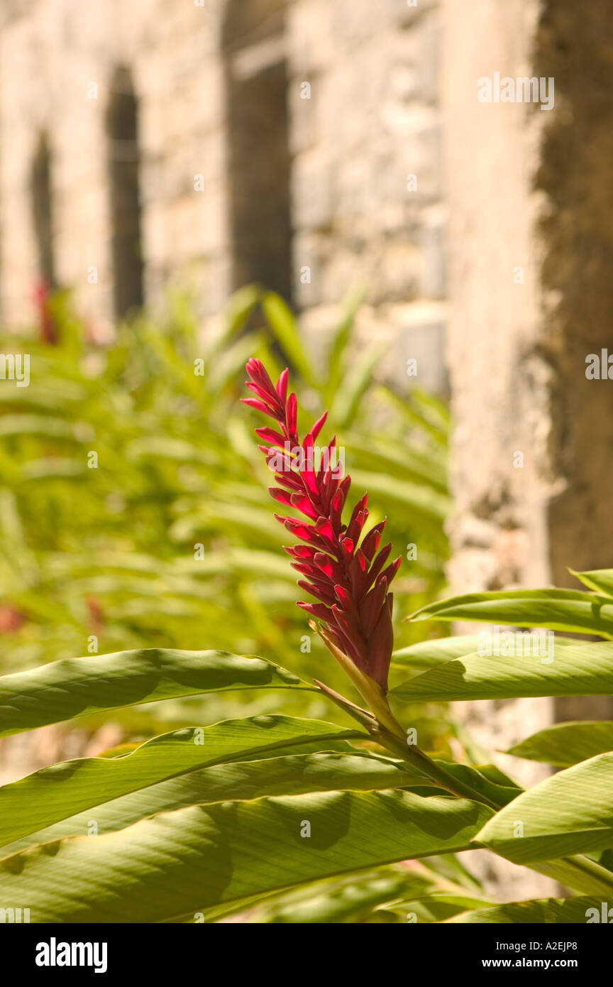 Barbados national flower hi-res stock photography and images - Alamy
