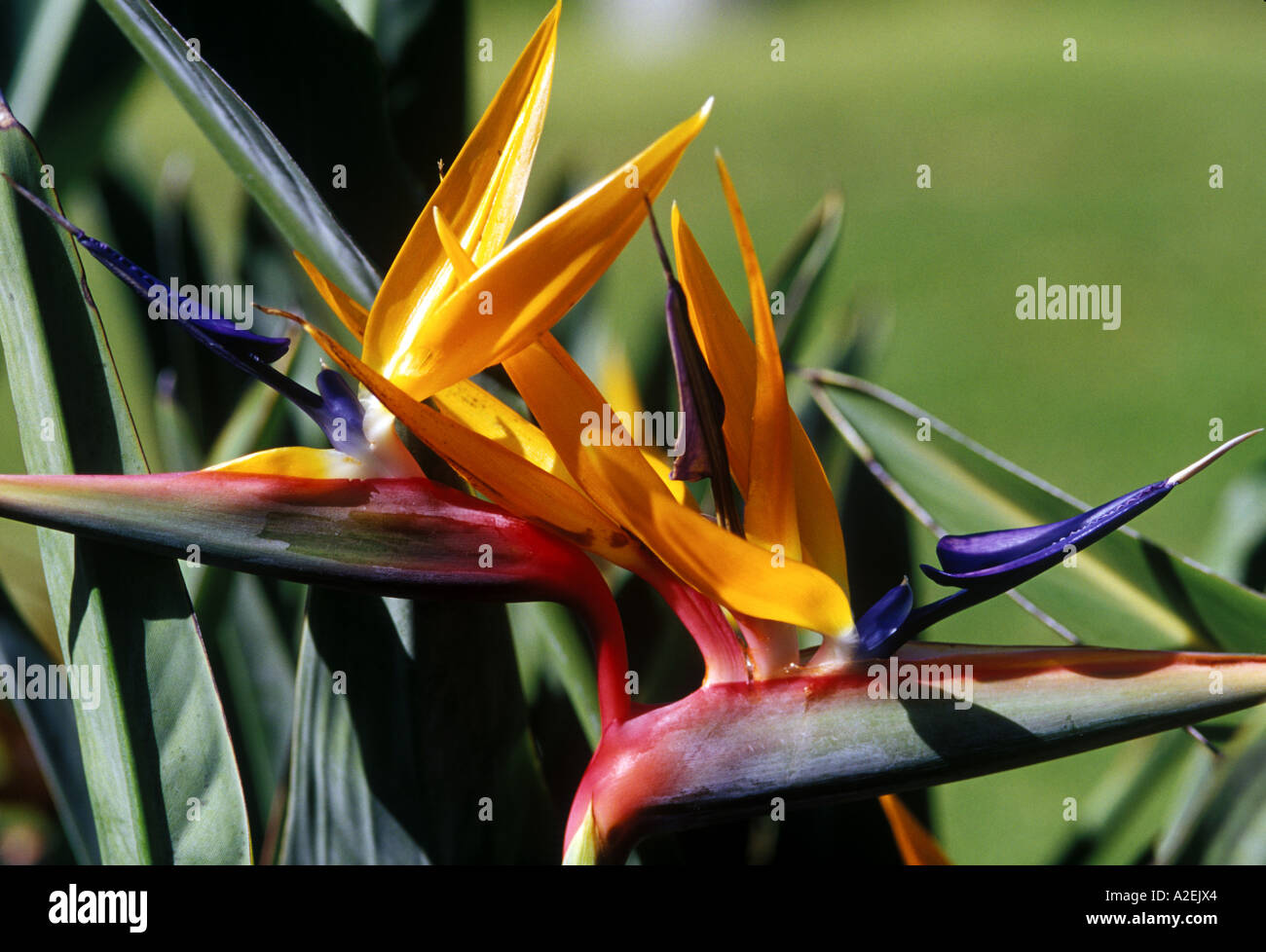 Caribbean, Bermuda, Paget Parish, Bermuda Botanical Gardens, Bird of ...