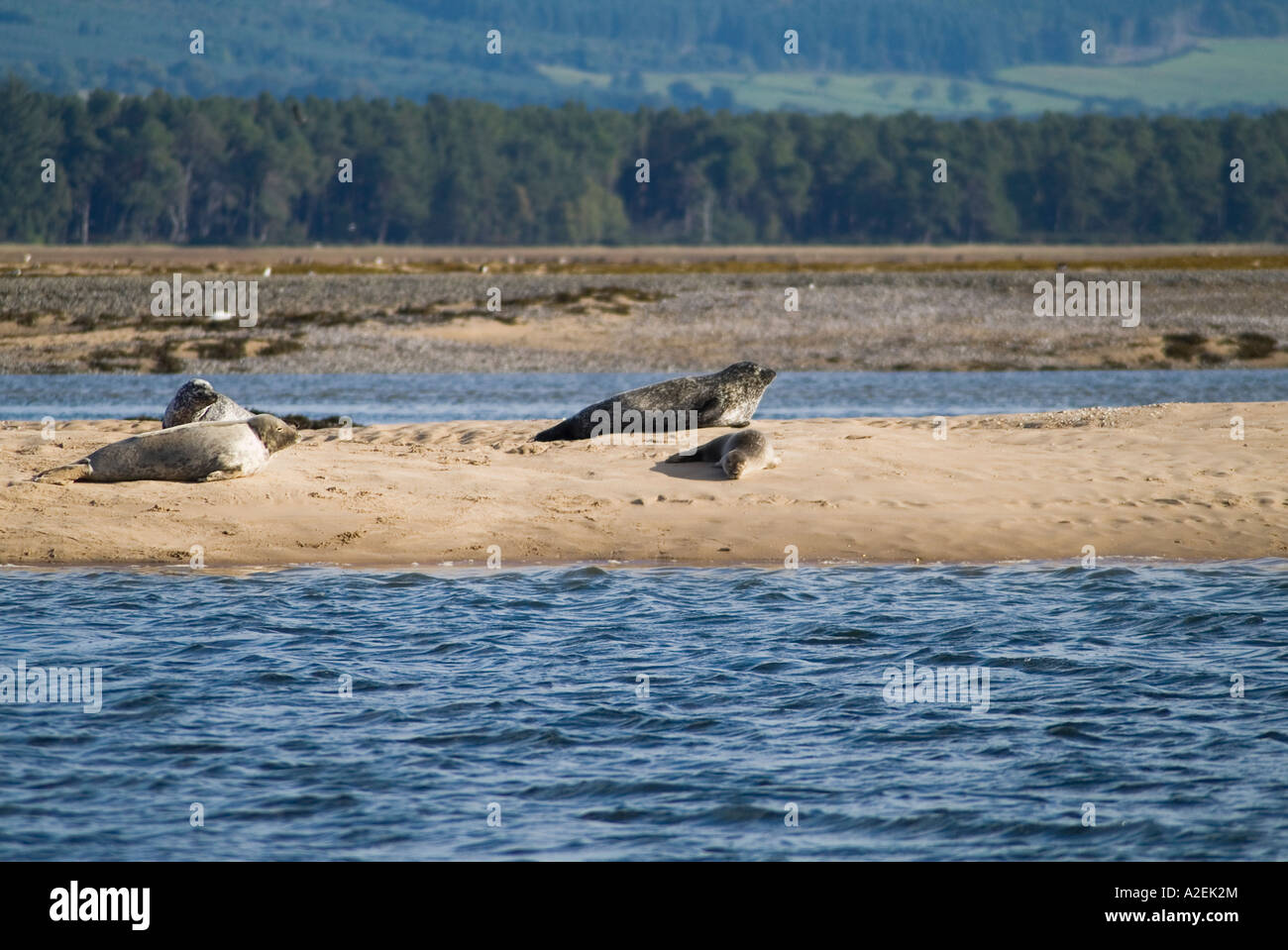 dh Common seals SEAL SUTHERLAND Harbour seals with baby seal basking on ...