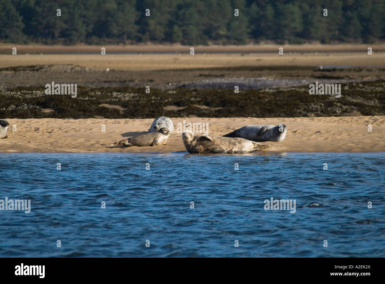 dh phoca vitulina seals SEAL SUTHERLAND Common seals basking on sand ...