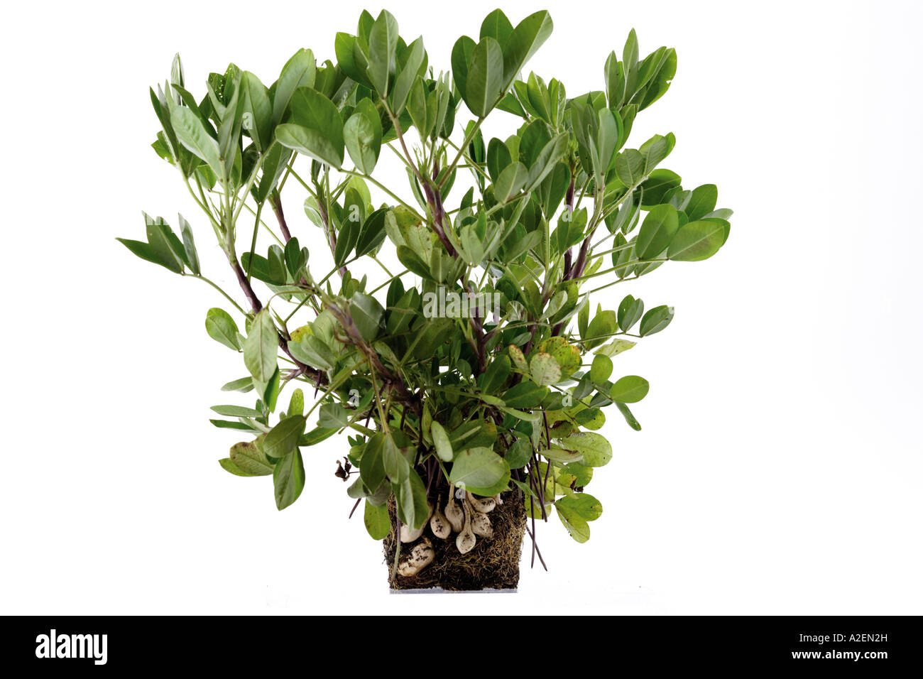 Peanut plant, close-up Stock Photo - Alamy