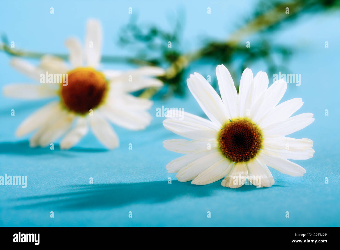 Camomile flowers, close-up Stock Photo - Alamy