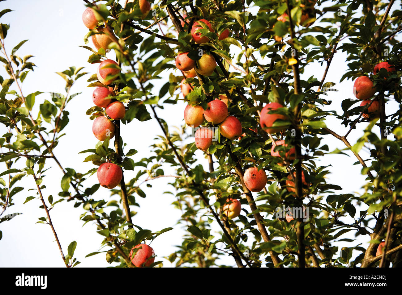 Apple tree without apples hi-res stock photography and images - Alamy