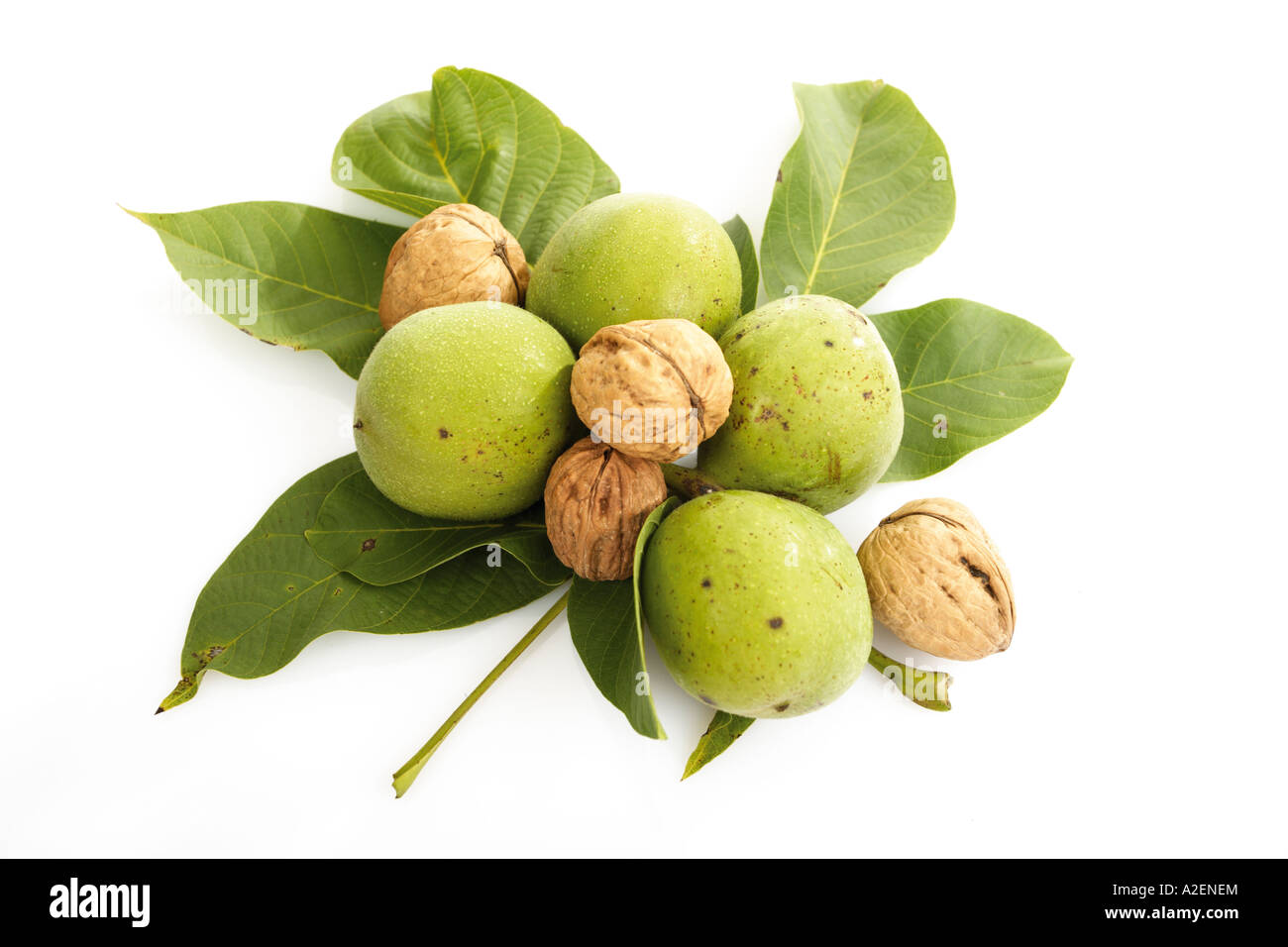 Walnut leaf juglans regia Cut Out Stock Images & Pictures - Alamy