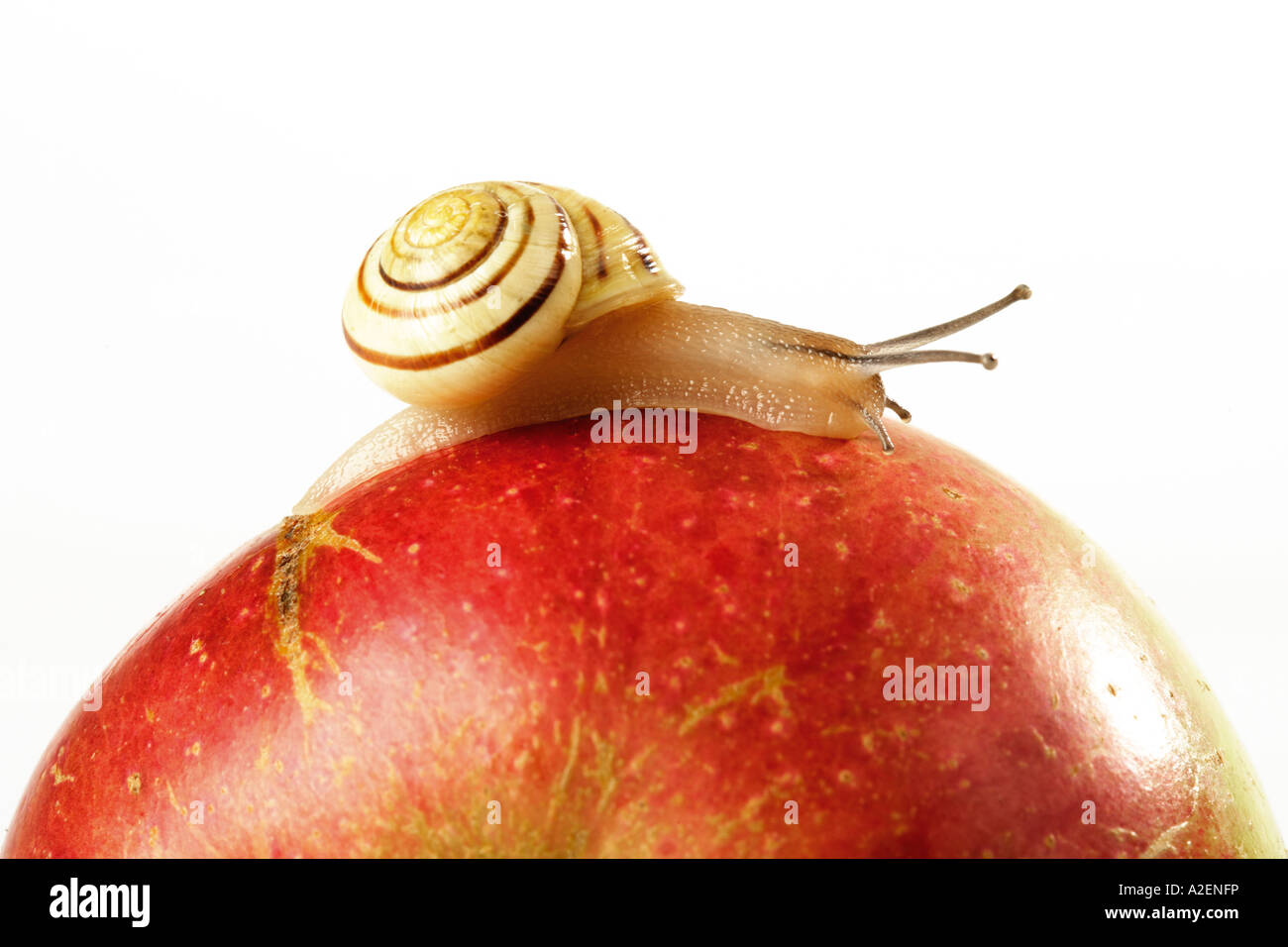 Snail on apple, close-up Stock Photo - Alamy