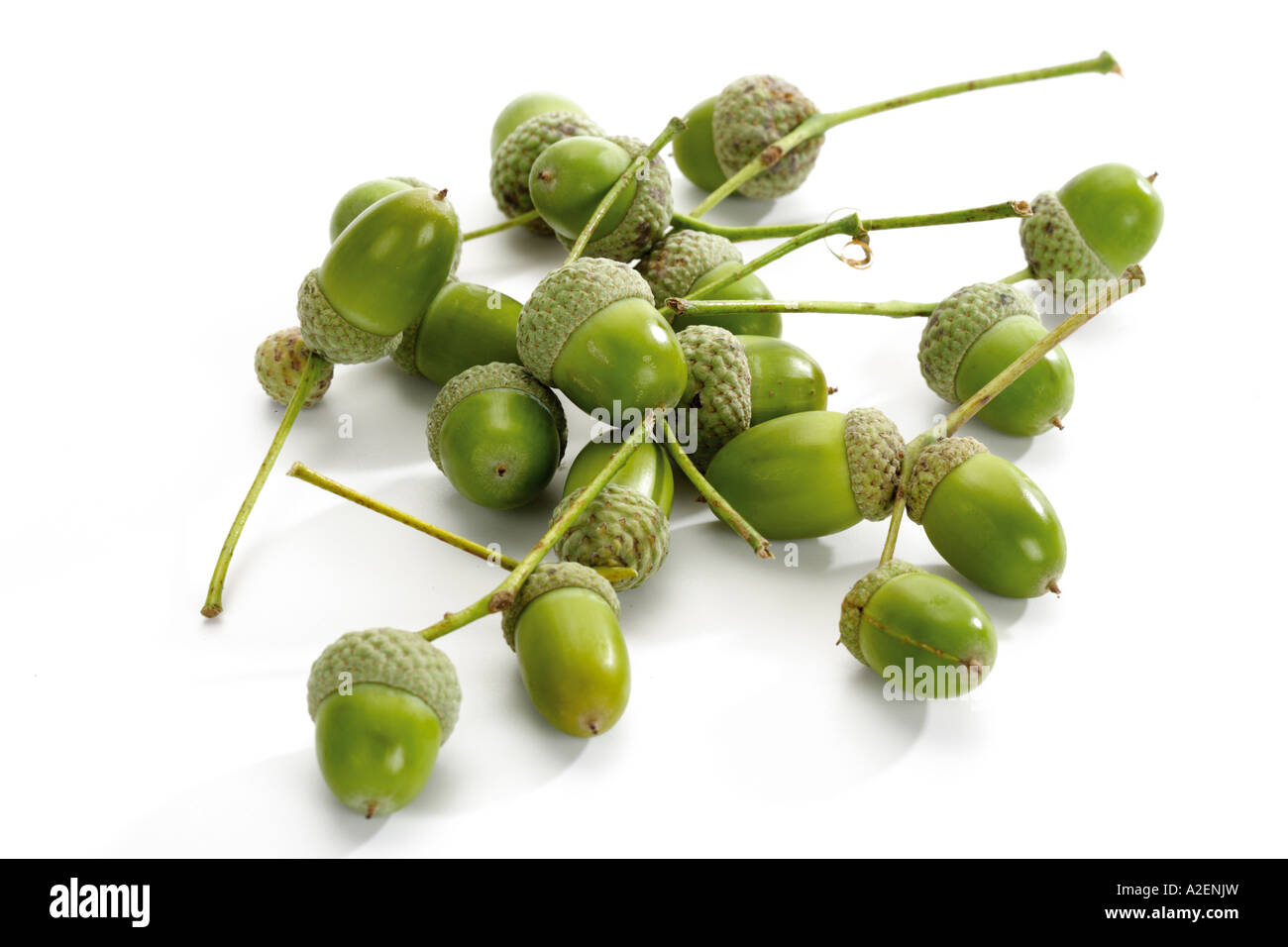 English oak fruit acorn Cut Out Stock Images & Pictures - Alamy