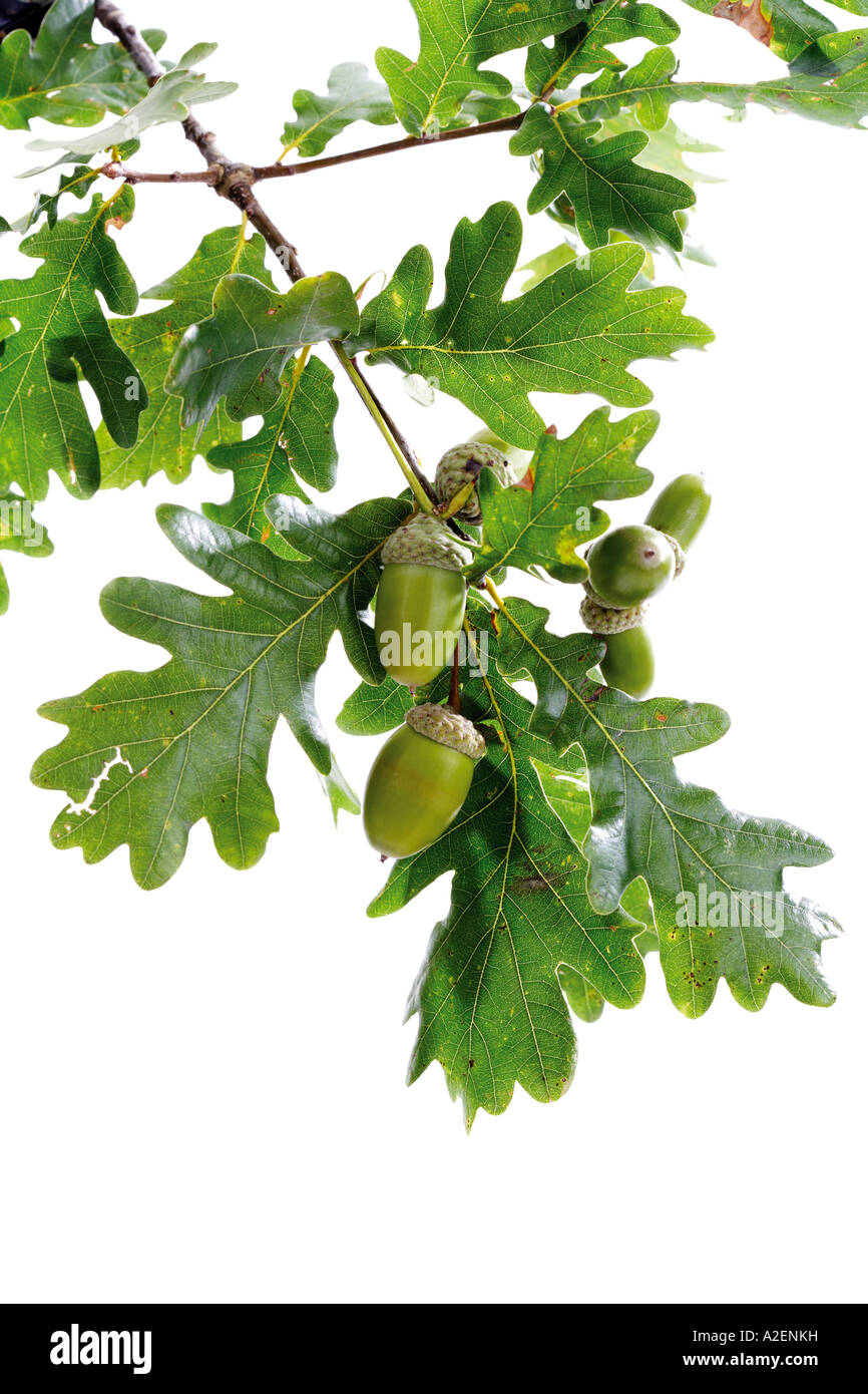 Oak leaves branch acorns hi-res stock photography and images - Alamy