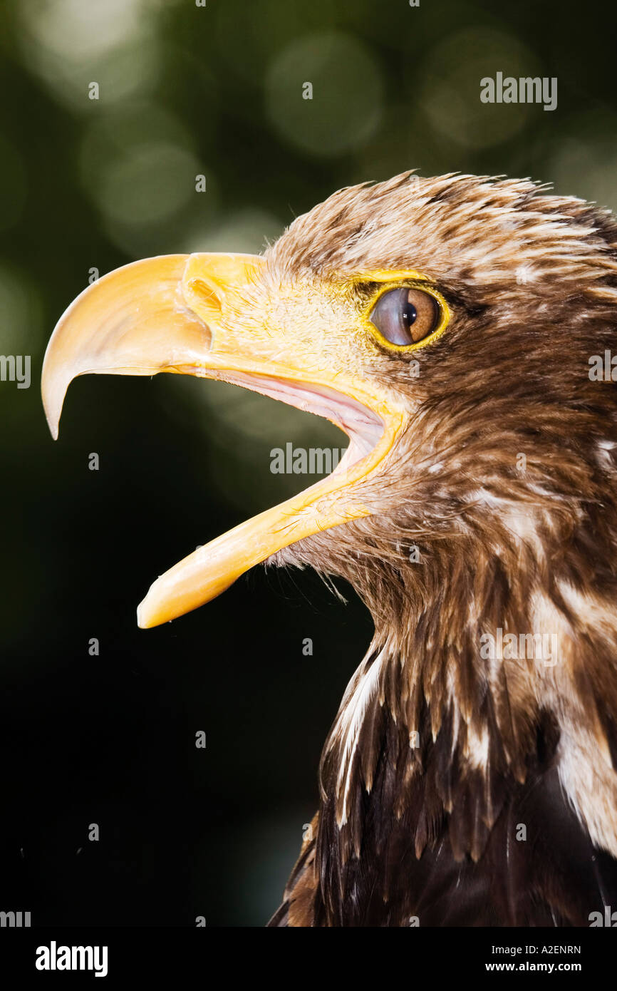Germany, Hellenthal, Bald Eagle, close-up Stock Photo - Alamy