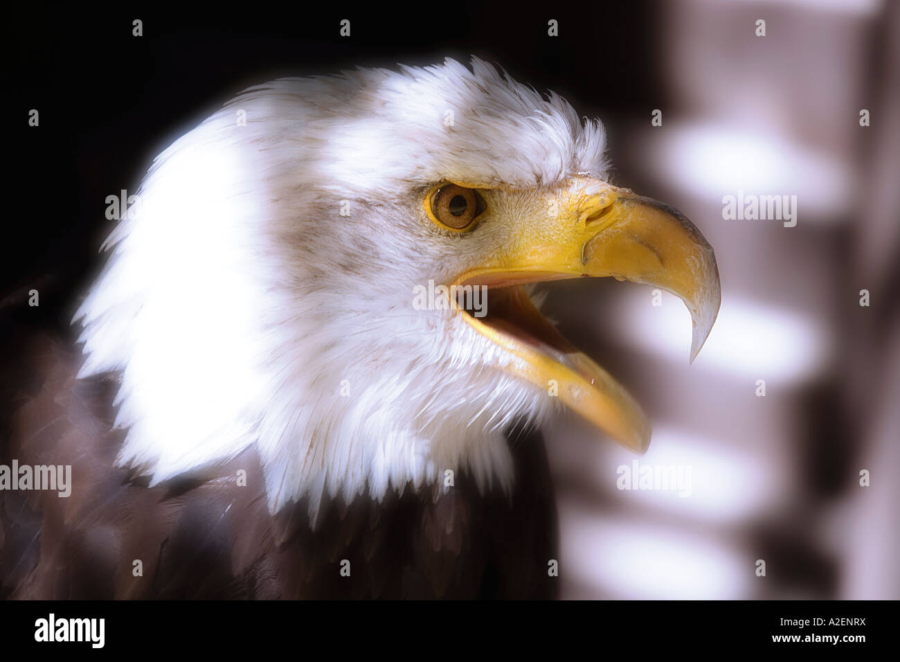 Angry bald eagle haliaeetus leucocephalus hi-res stock photography and ...