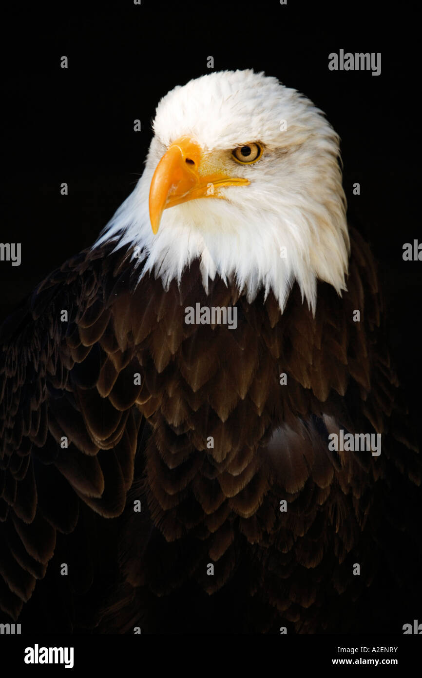 Determined eagle hi-res stock photography and images - Alamy