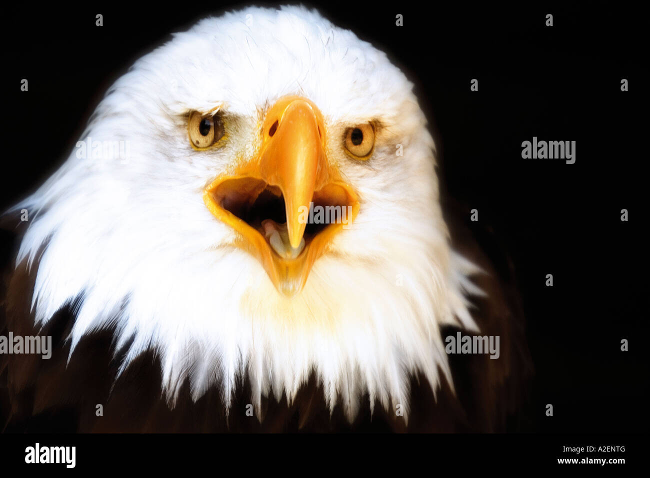 Bald eagle cut out hi-res stock photography and images - Alamy