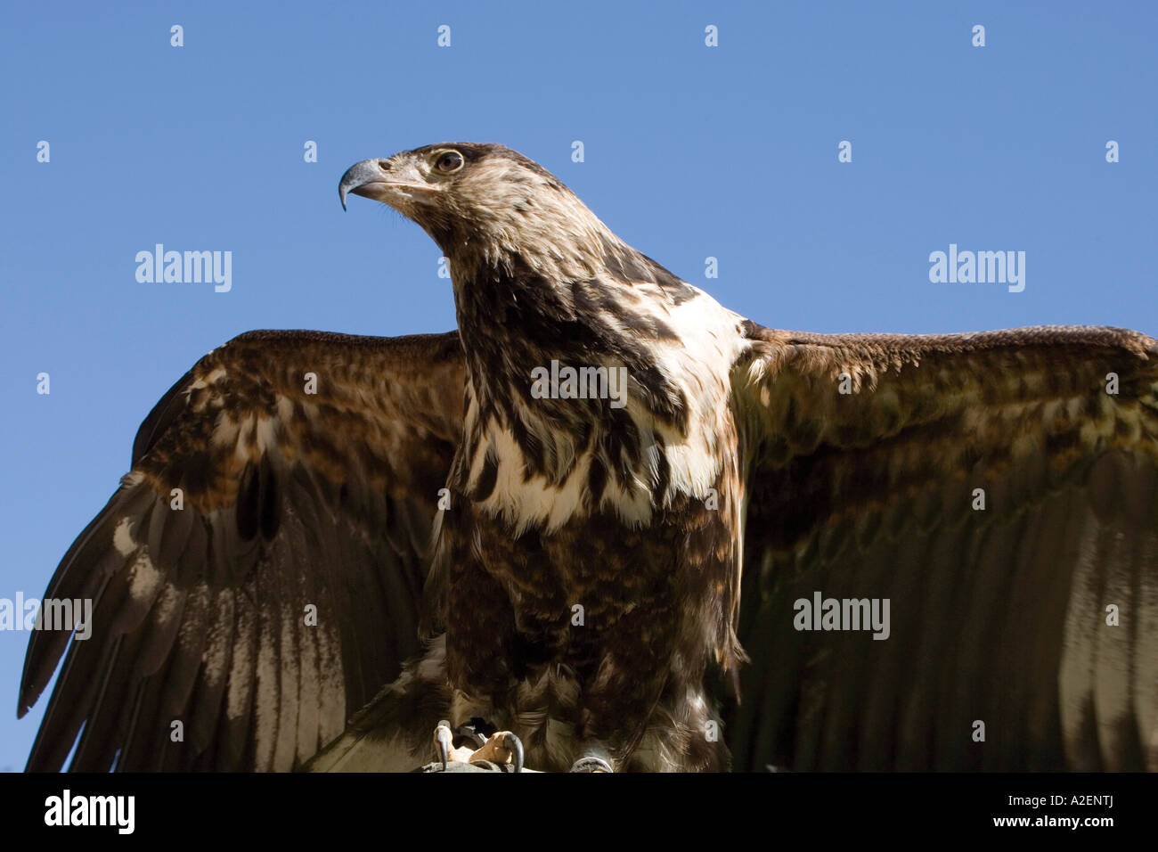 Germany, Hellenthal, White-tailed Eagle, close-up Stock Photo - Alamy