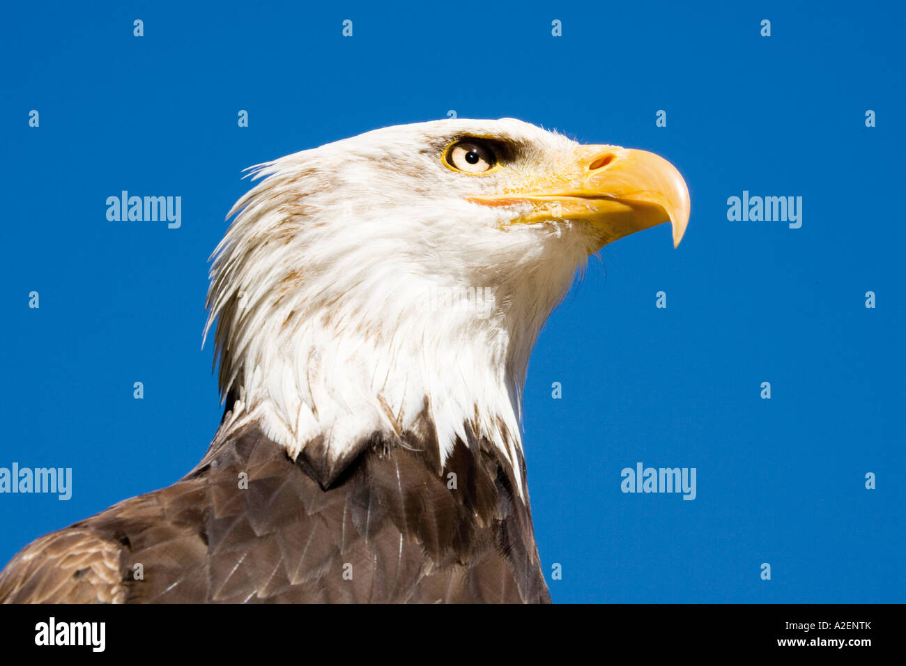 Germany, Hellenthal, Bald Eagle, close-up Stock Photo - Alamy