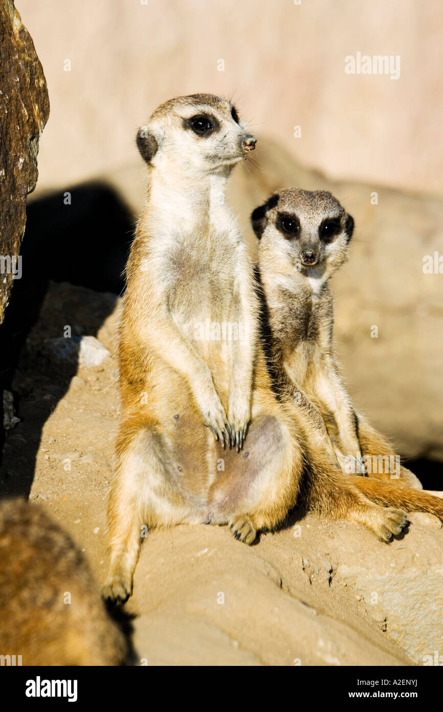 Meerkats In Love