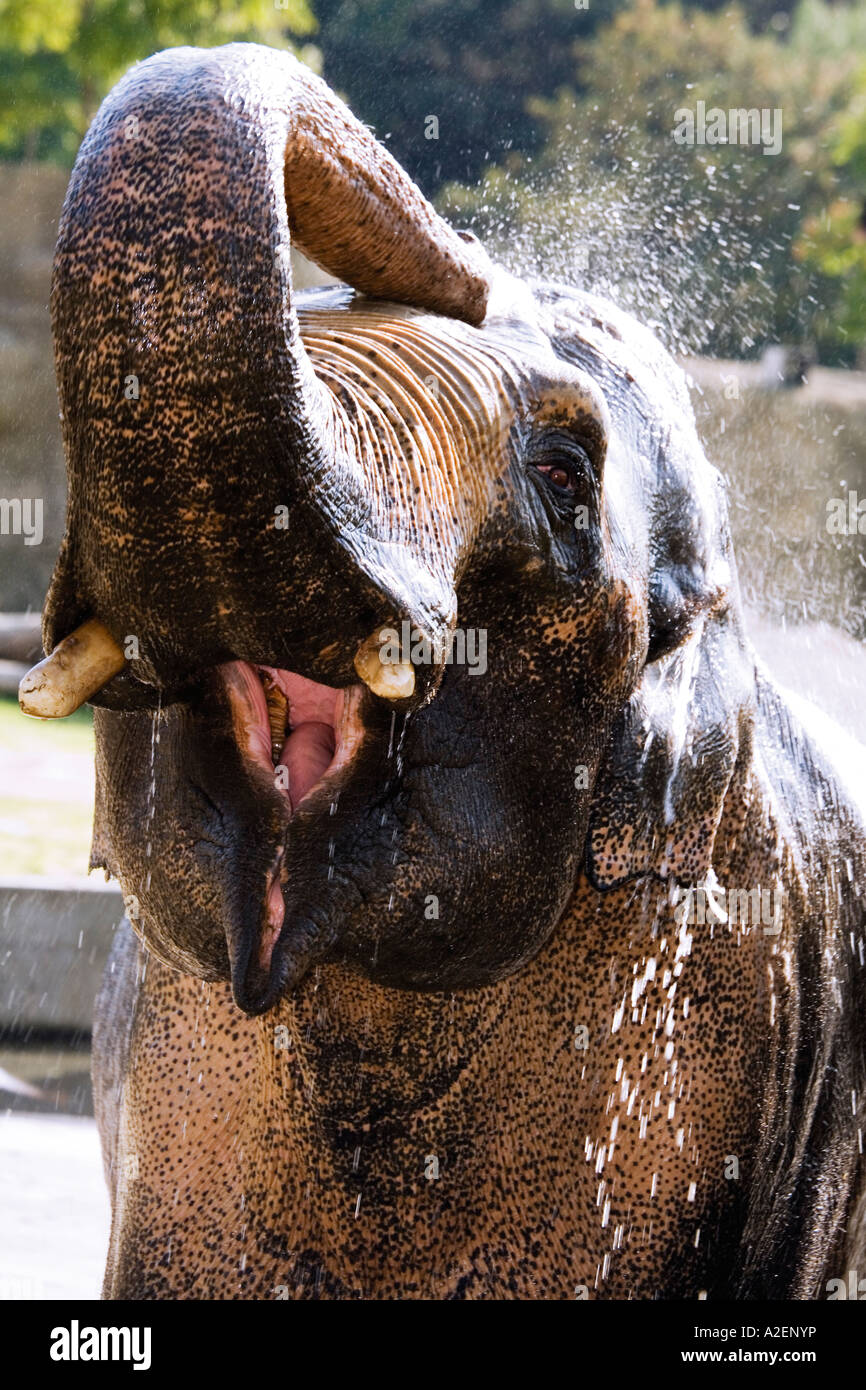 Indian elephants germany hi-res stock photography and images - Alamy