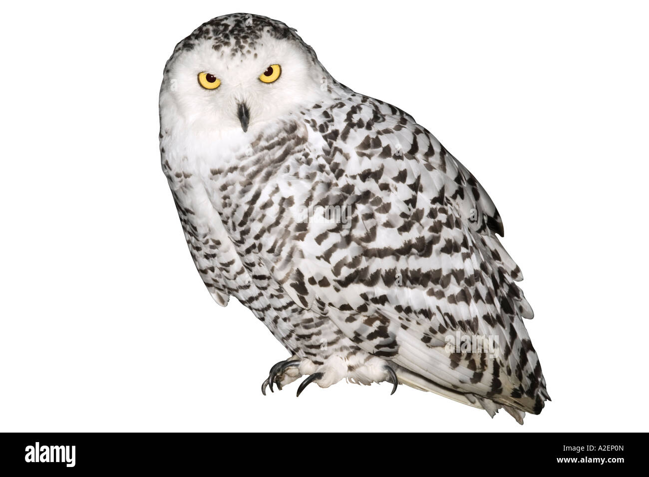 Animal bubo eye wild wildlife Cut Out Stock Images & Pictures - Alamy